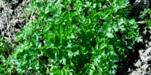 Cómo cultivar y cosechar cilantro