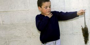 Cómo lidiar con un problema de ratas