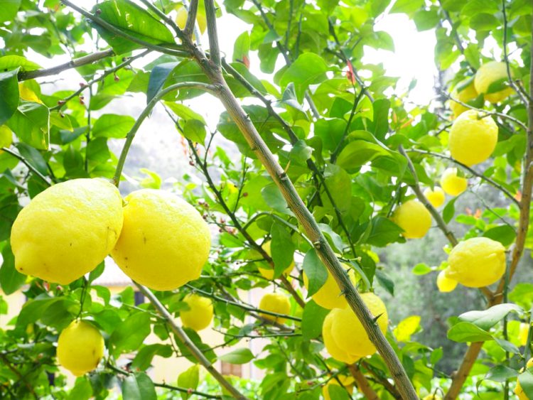 Cómo cuidar un limonero