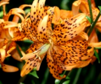 Cómo cuidar una flor de lirio tigre