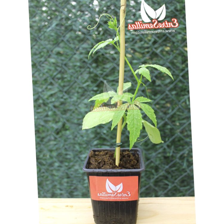 Cómo cultivar Achocha