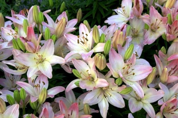 Cómo cultivar azucenas