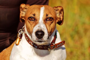 Cómo elegir un perro saludable