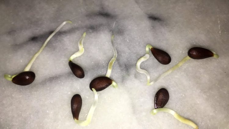 Cómo hacer que las semillas de las plantas broten más rápido