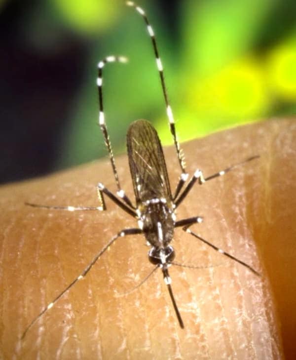 Cómo hacer un repelente de insectos natural