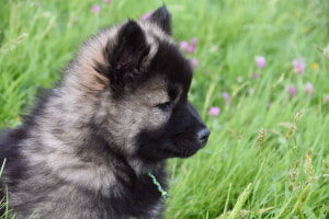 Cómo tratar la ansiedad por separación del perro